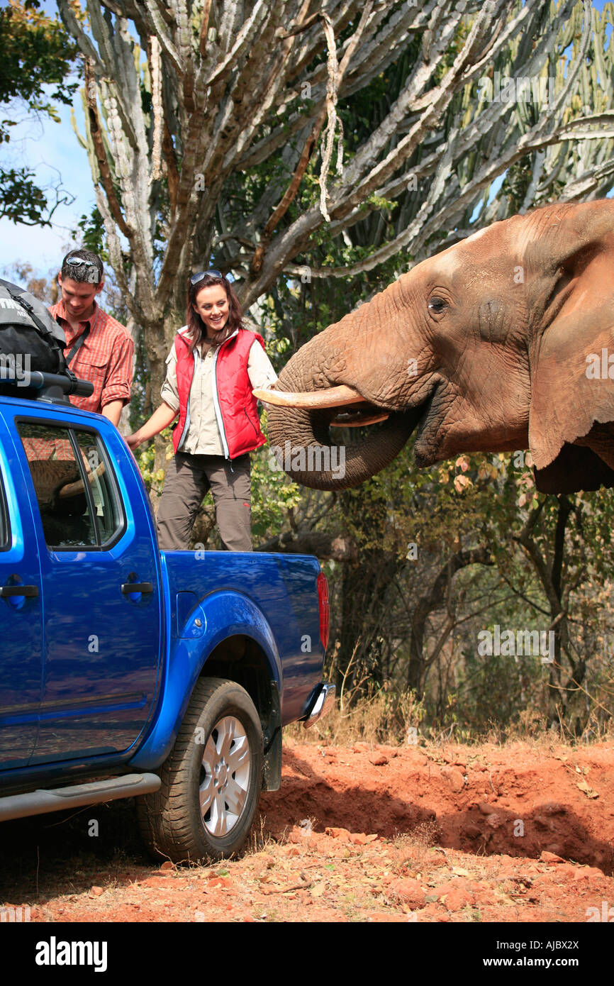 Elephant Bull Next to a 4X4 Vehicle Stock Photo - Alamy