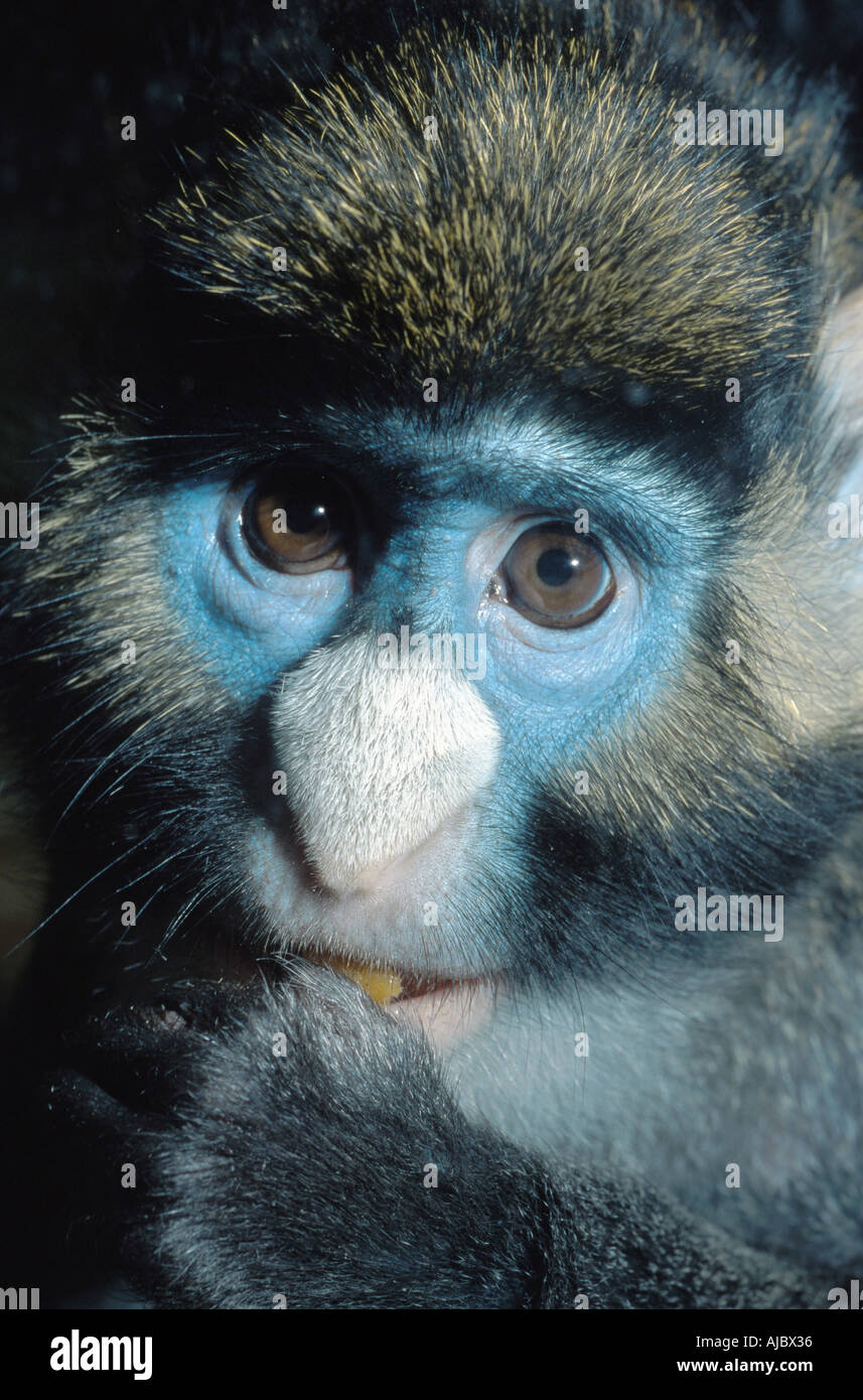 Putty nosed monkey hi-res stock photography and images - Alamy