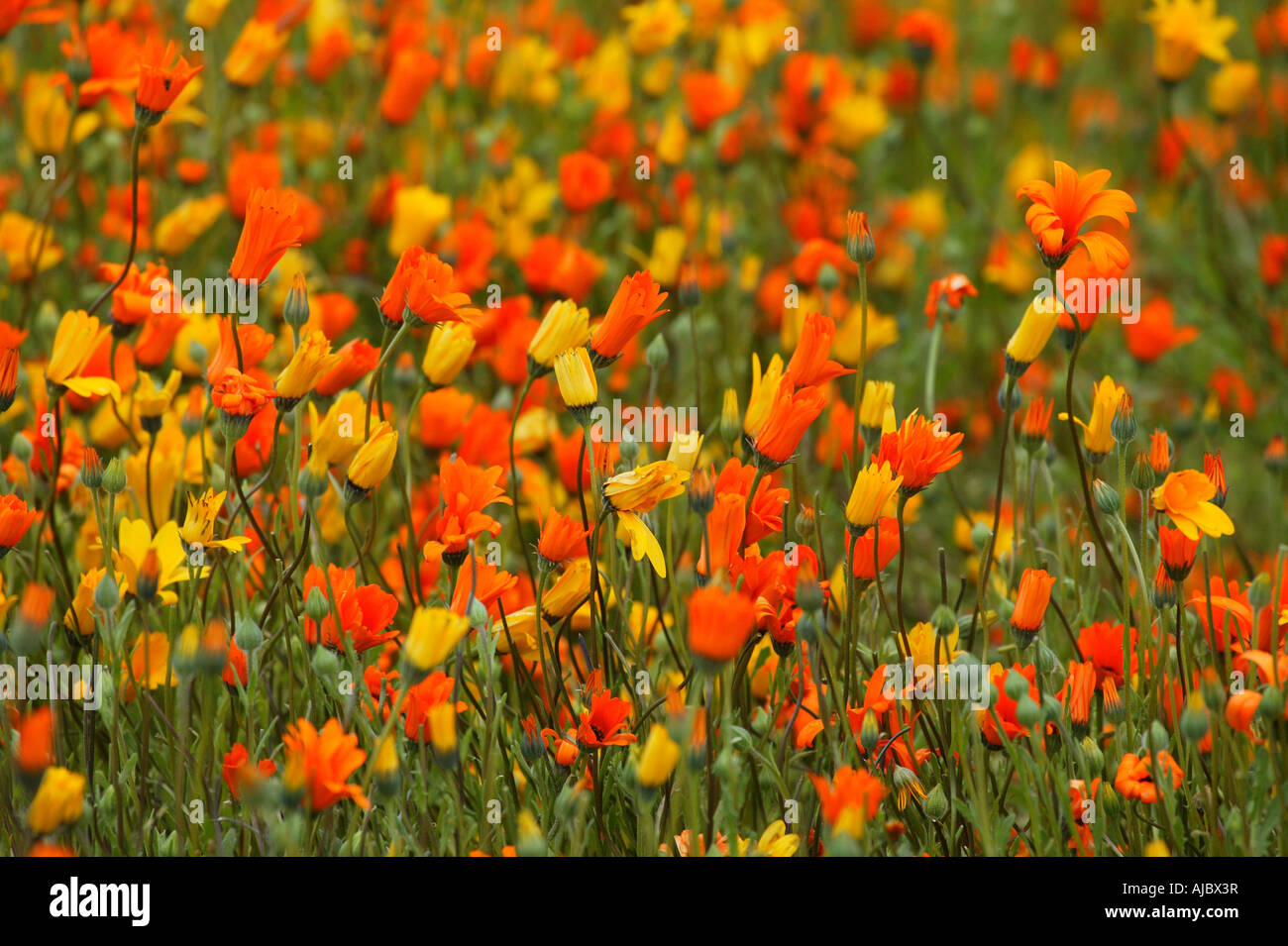 Field of dasies hi-res stock photography and images - Alamy