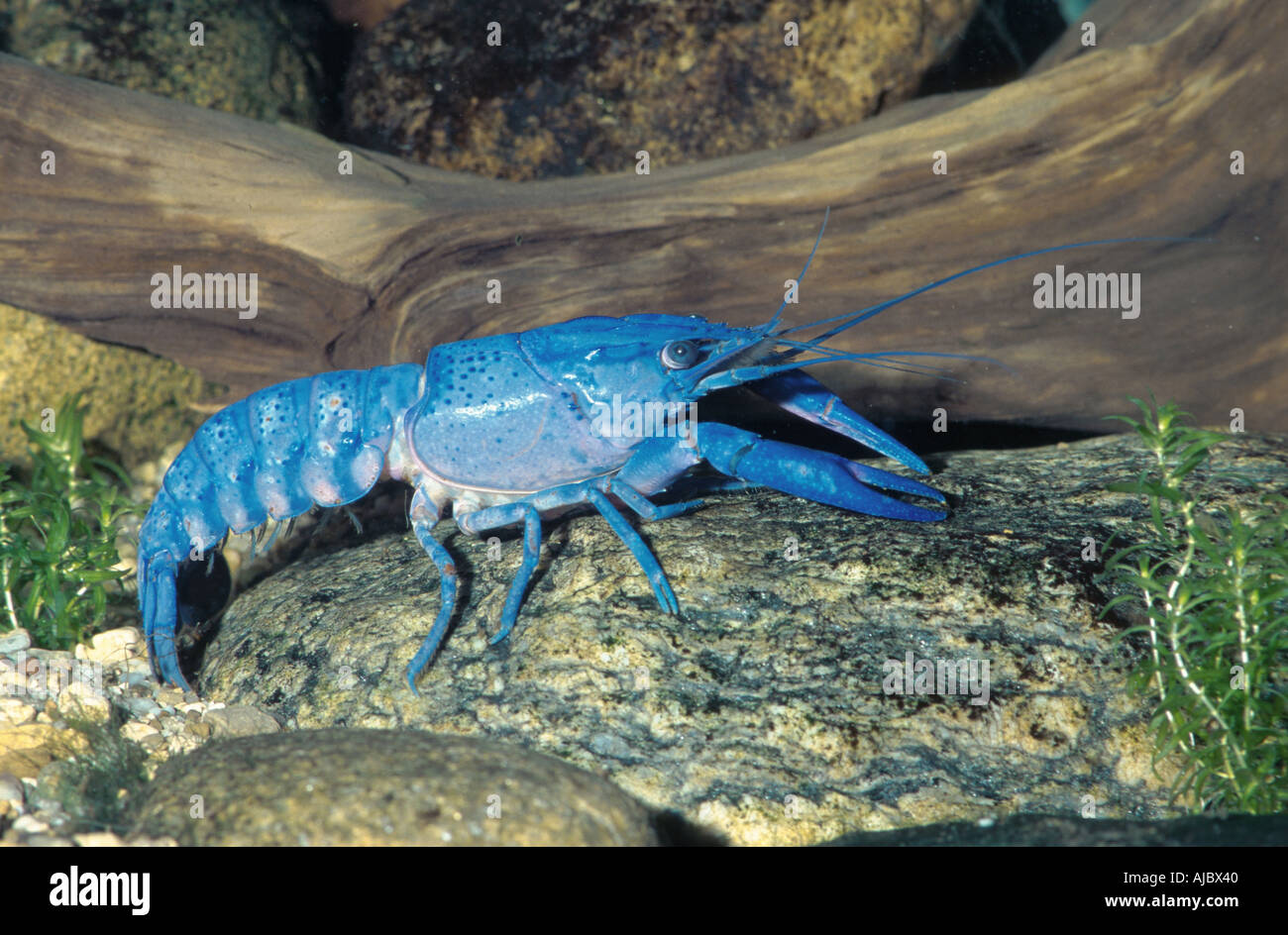 Marron crayfish (Cherax tenuimanus), female, Australia Stock Photo - Alamy