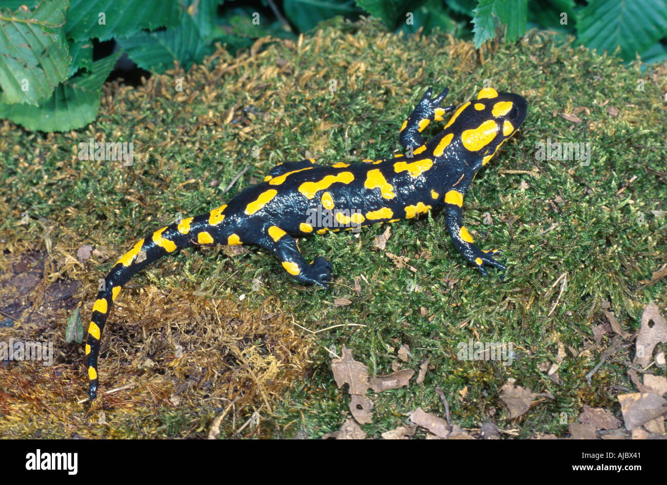 European fire salamander (Salamandra salamandra), lying on moss ...