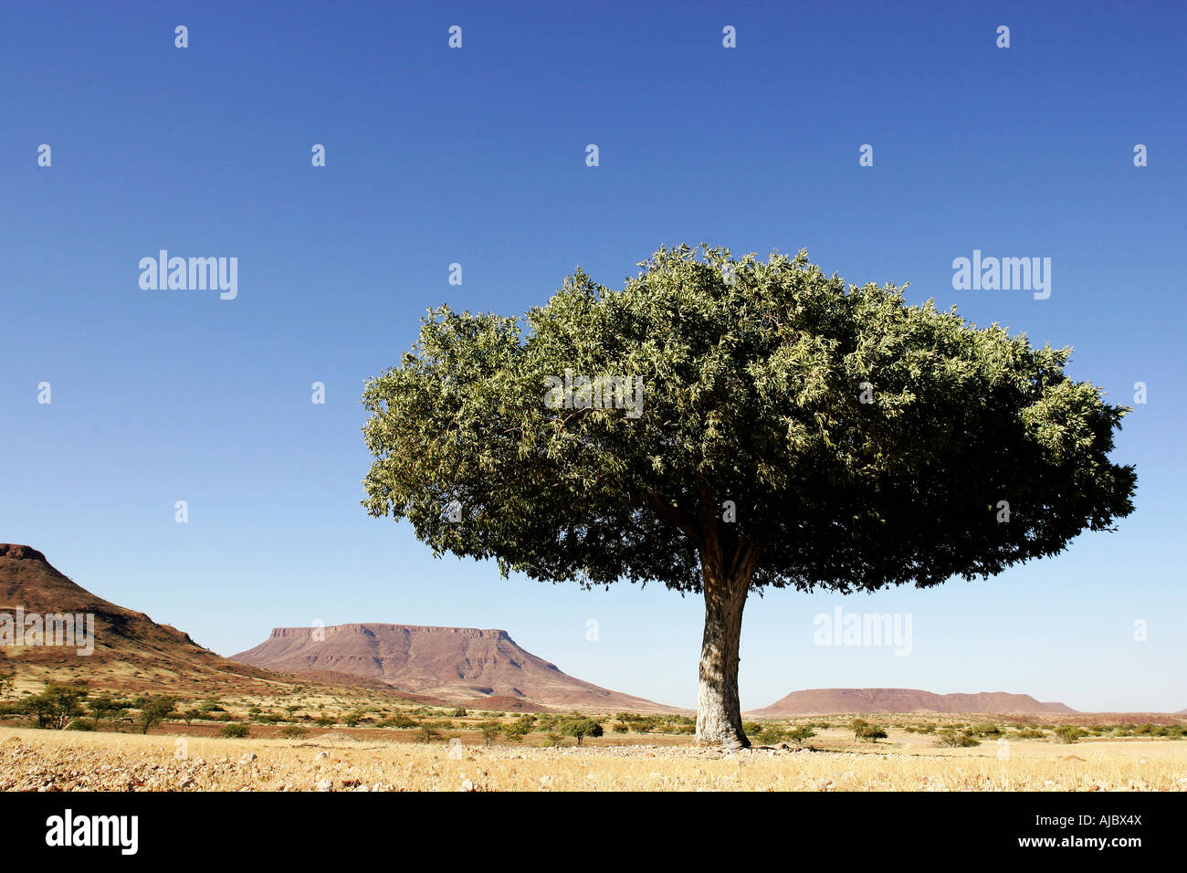Lone Tree in a Desert Landscape Stock Photo - Alamy