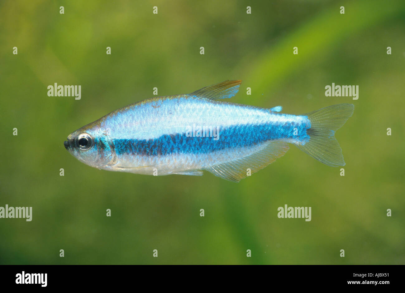 Kerri tetra, blue emperor (Inpaichthys kerri), male Stock Photo - Alamy