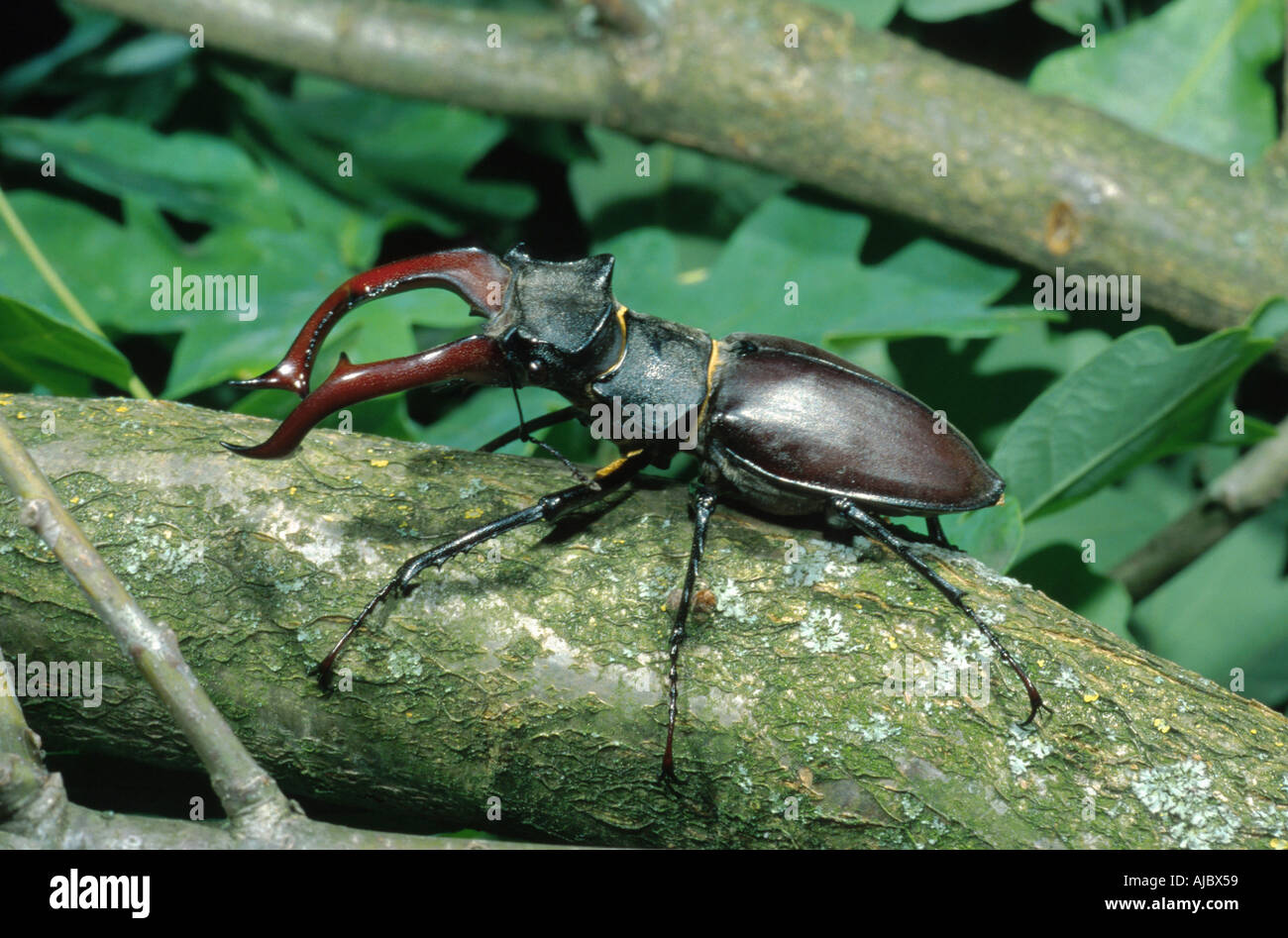 Lucanus hi-res stock photography and images - Alamy