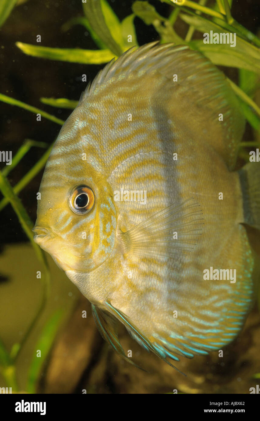 green discus (Symphysodon aequifasciata aequifasciata), side view Stock ...