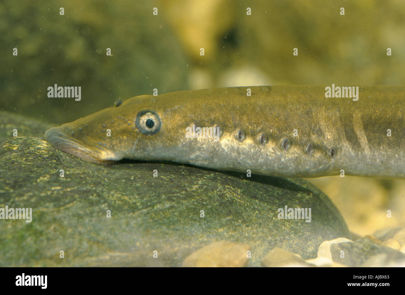 river lamprey, lampern, European river lamprey (Lampetra fluvialis ...