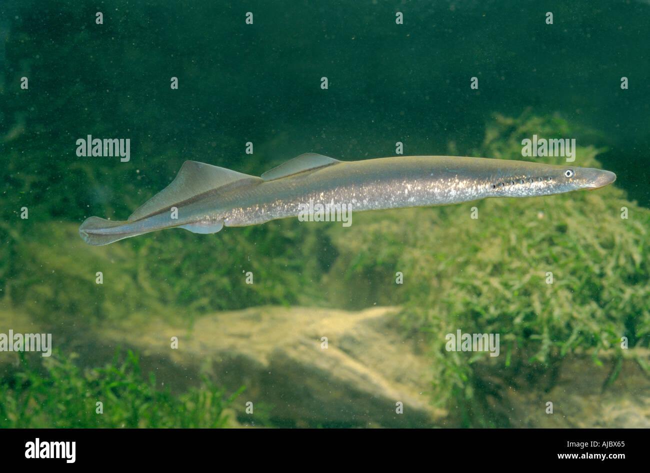 river lamprey, lampern, European river lamprey (Lampetra fluvialis ...