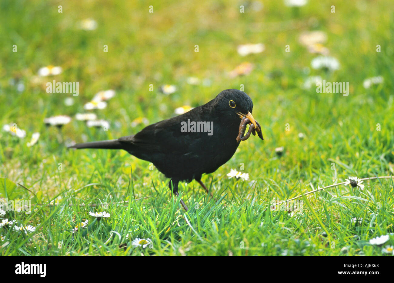 blackbird (Turdus merula), male catching worms on meadow with daisies ...