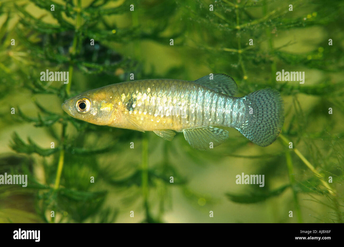 Pygmy Killifish