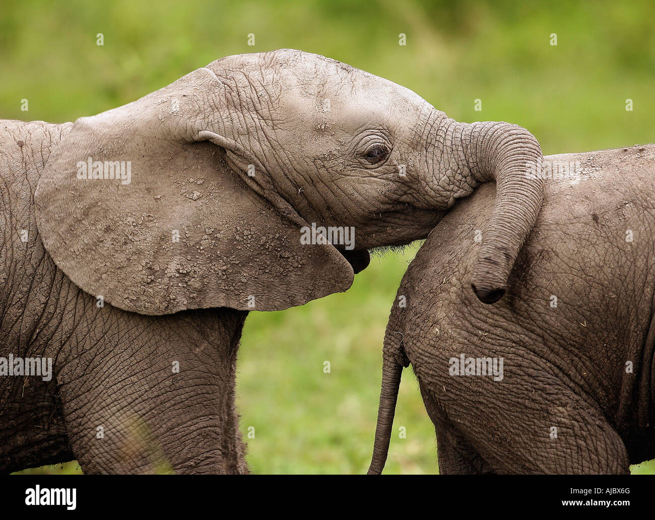 Elephant with two calves hi-res stock photography and images - Alamy