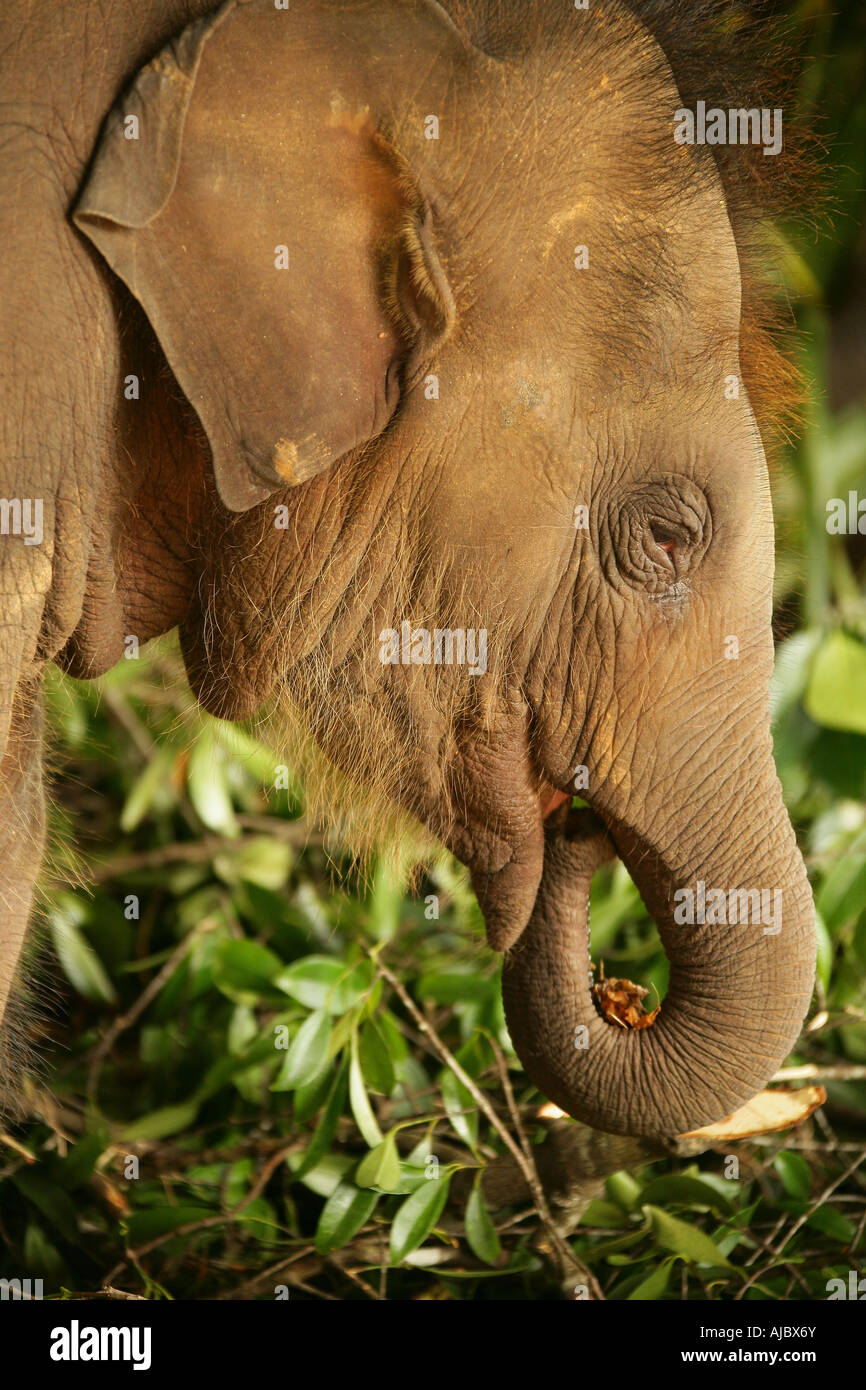 Indian (Asian) Elephant (Elephas indicus) Feeding Stock Photo - Alamy
