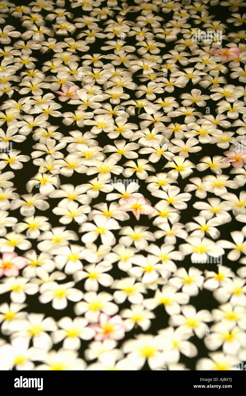Frangipani Flowers in Water Stock Photo - Alamy