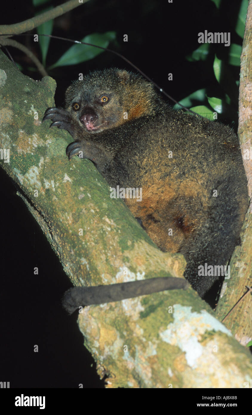 Phalanger hi-res stock photography and images - Alamy