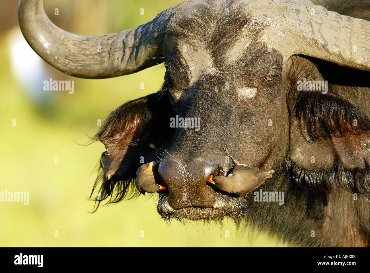 Red billed oxpecker nose buffalo hi-res stock photography and images ...