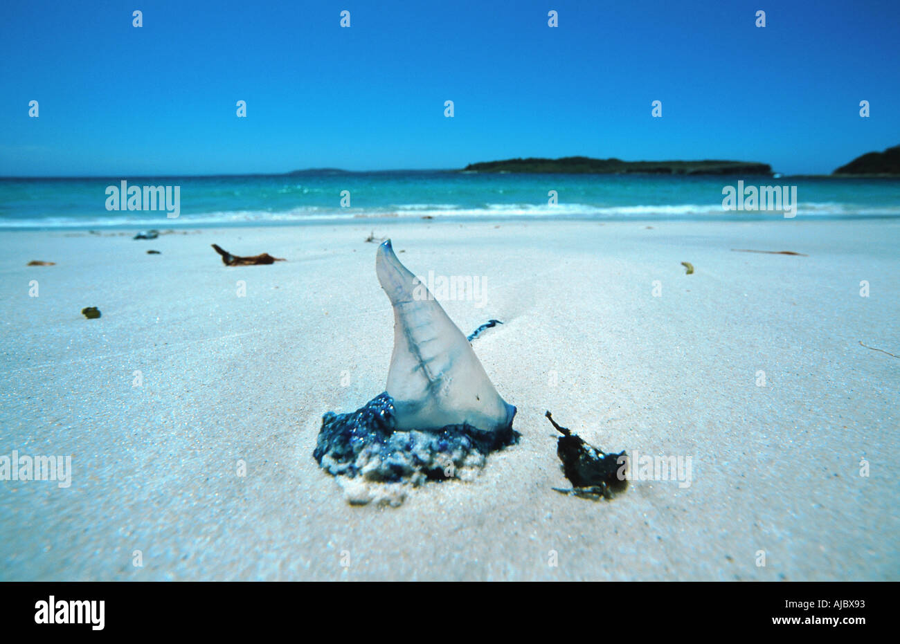 Portuguese man-of-war, Portuguese man-o-war, blue-bottle (Physalia ...