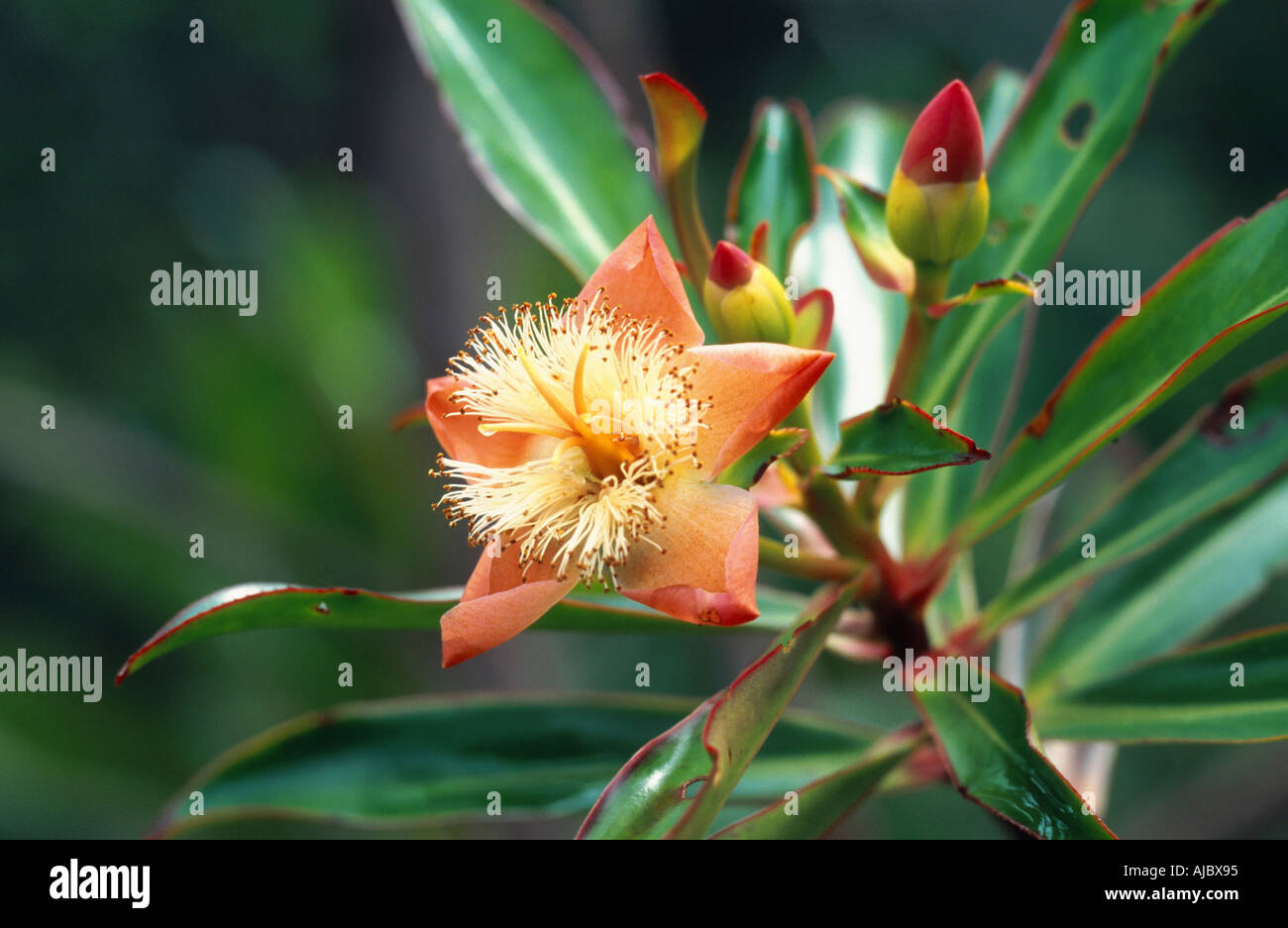 Cicada of malaysia hi-res stock photography and images - Alamy