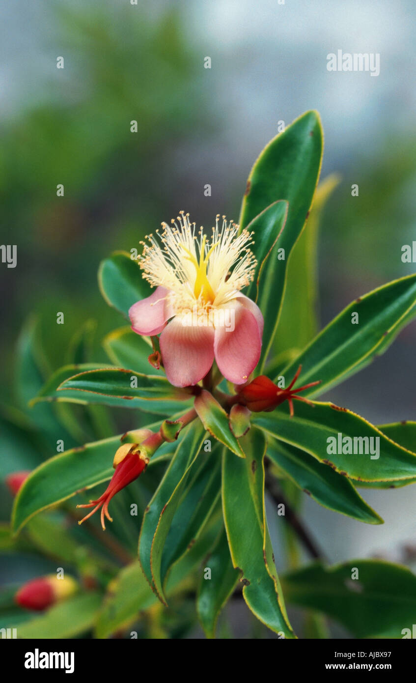Eastern red bud tree hi-res stock photography and images - Alamy