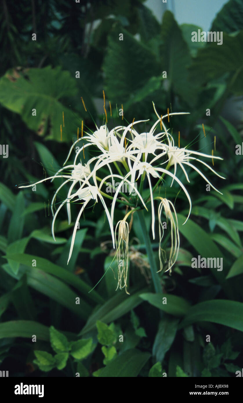 spider lily (Hymenocallis littoralis), blooming, Malaysia, Sarawak ...