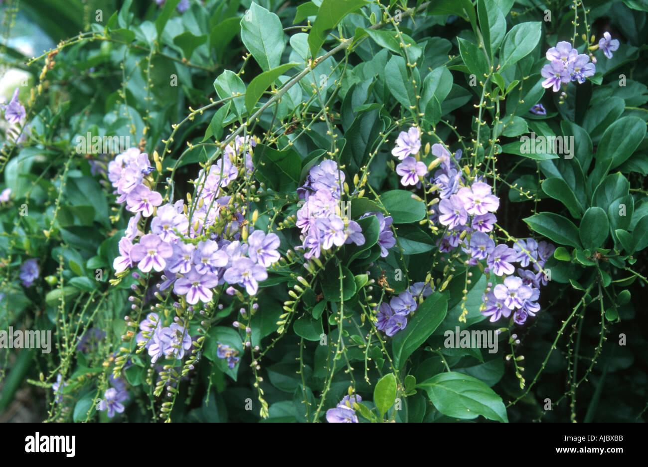 blue sky flower (Duranta repens), blooming, Thailand Stock Photo - Alamy