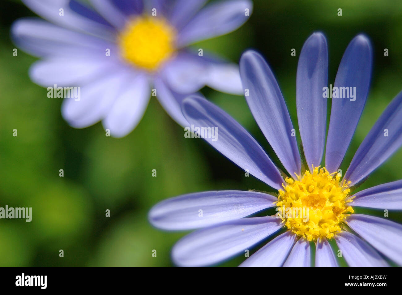 Pale purple daisies hi-res stock photography and images - Alamy
