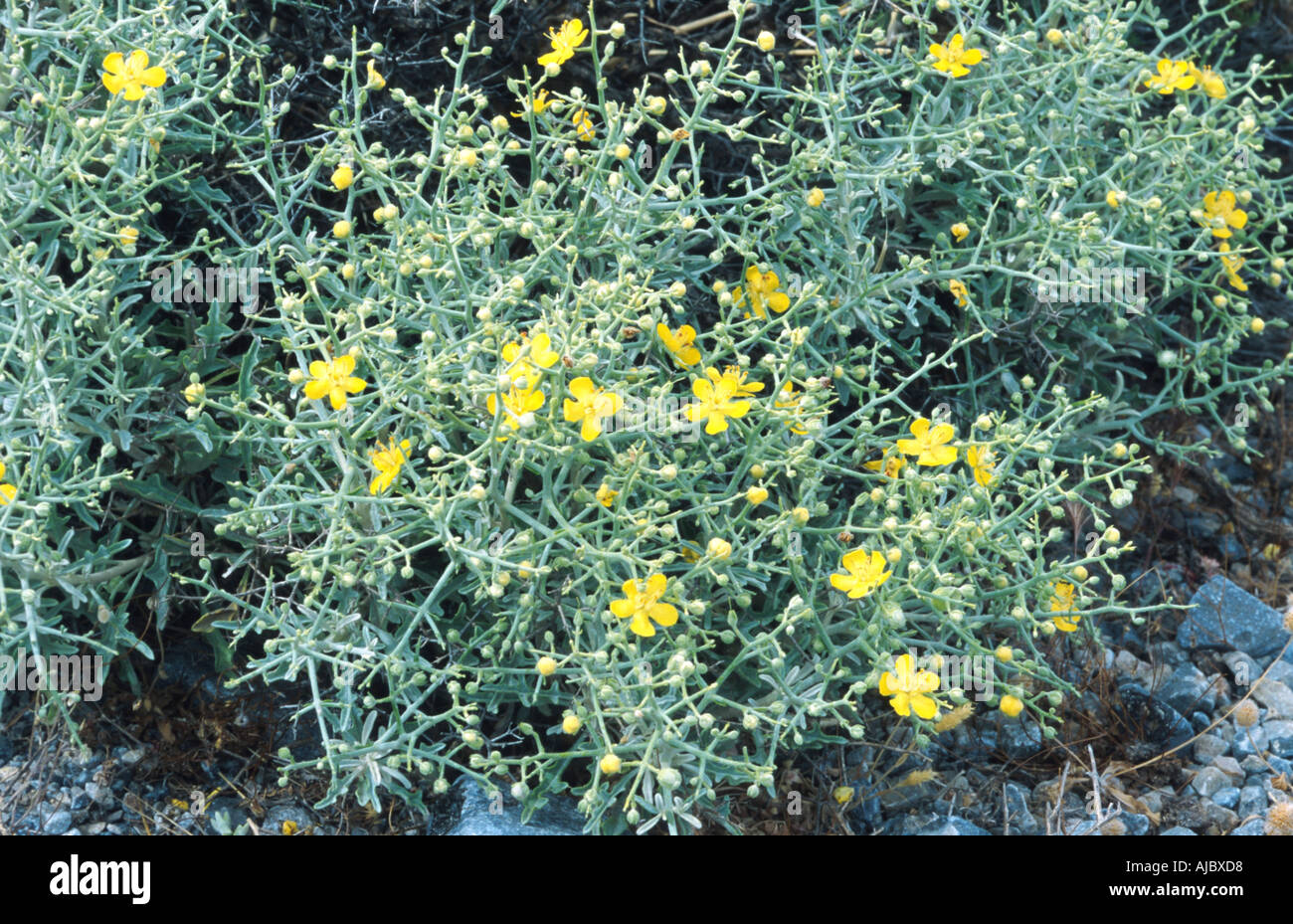 Greek mullein hi-res stock photography and images - Alamy