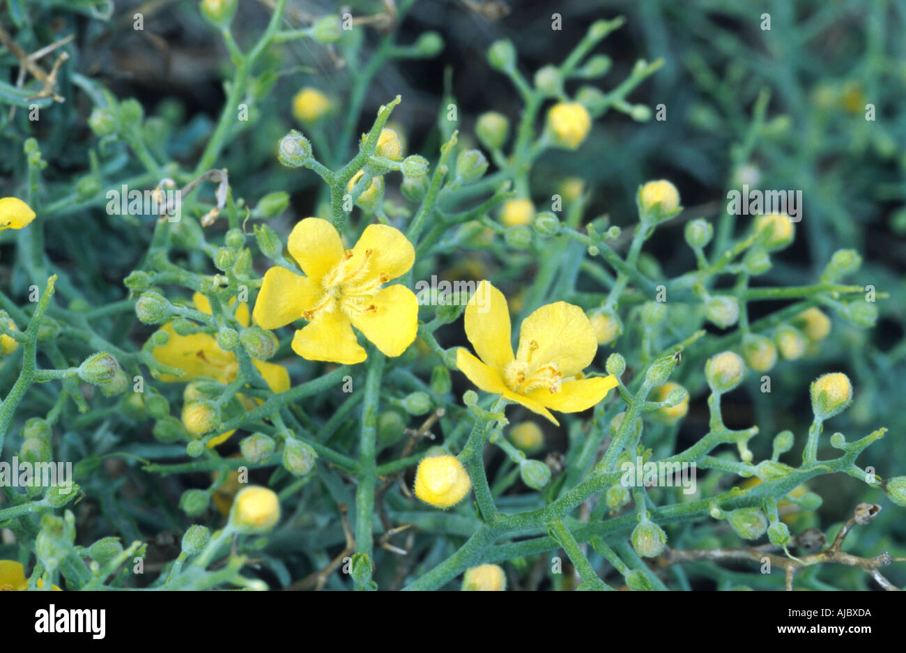 Greek mullein hi-res stock photography and images - Alamy