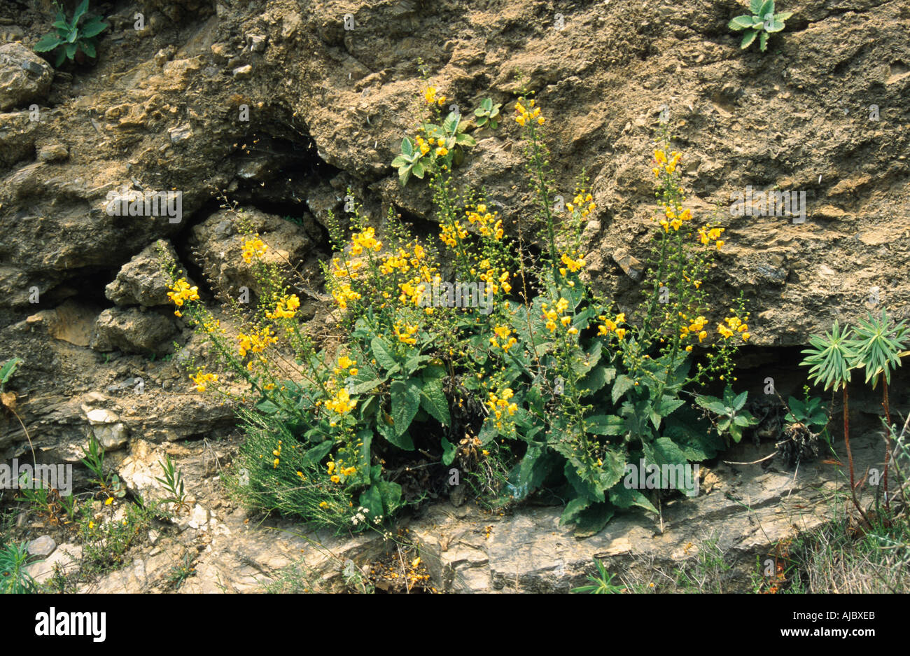 Greek mullein hi-res stock photography and images - Alamy