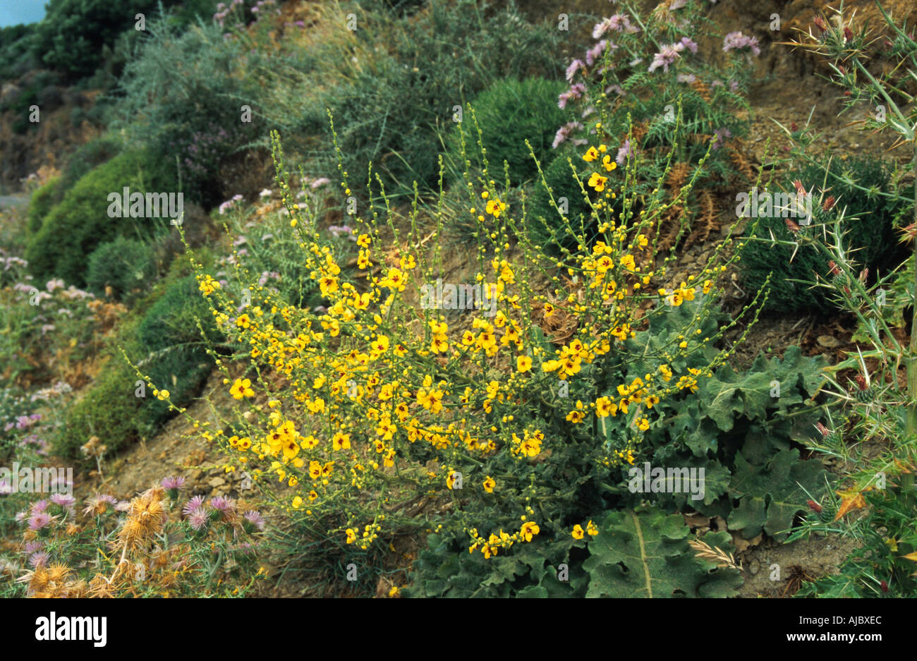 wavyleaf mullein (Verbascum sinuatum), blooming, Greece, Creta Stock ...