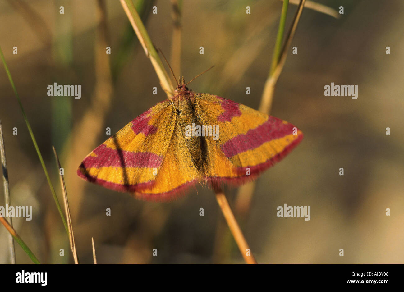 Lythria purpurata hi-res stock photography and images - Alamy