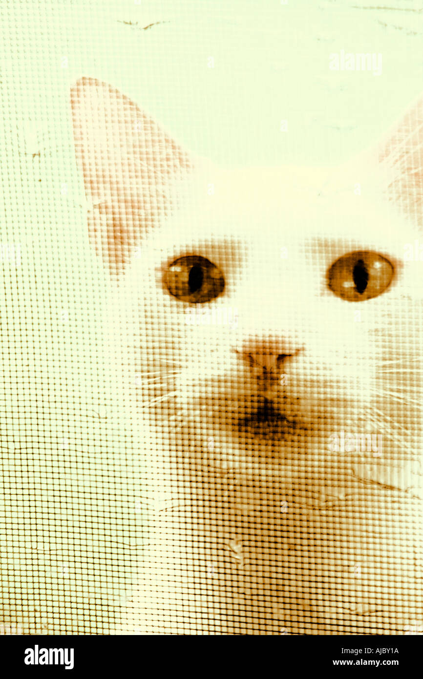 Cat Looking In Window From Out Doors Funny Face Stock Photo - Alamy