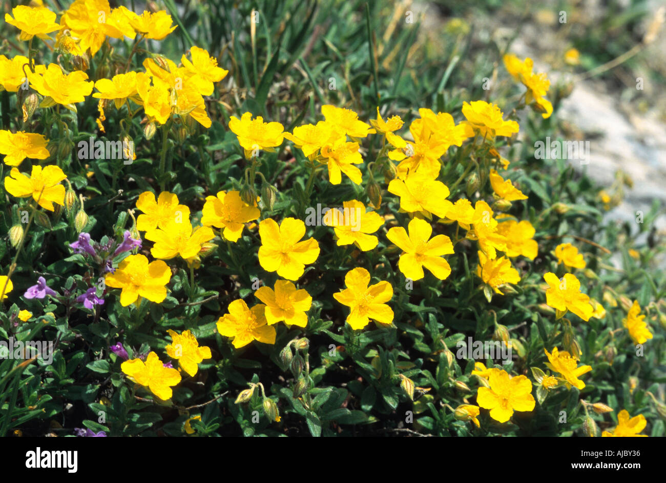 common rock-rose (Helianthemum nummularium), blooming, Switzerland ...