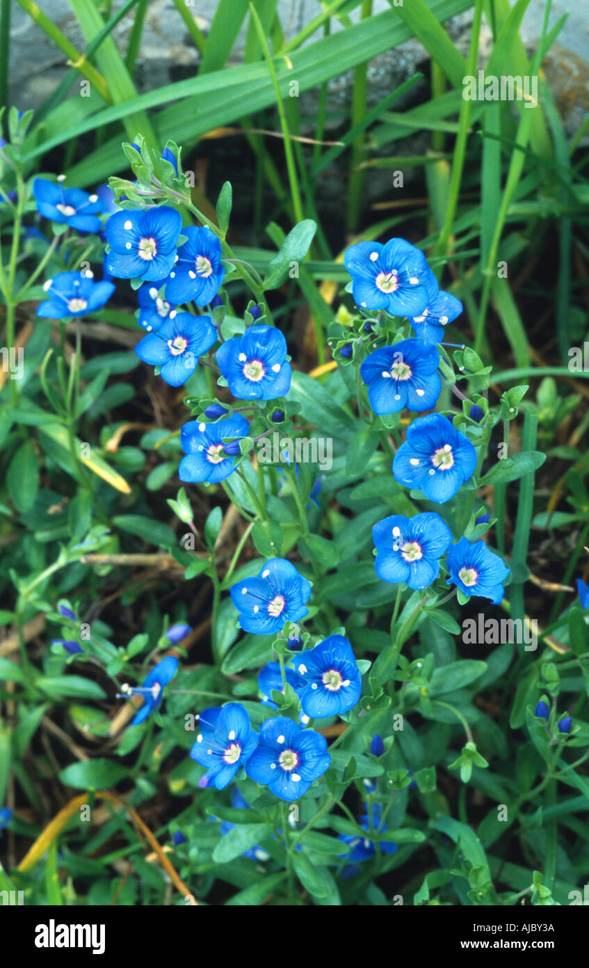 rock speedwell (Veronica fruticans), blooming, Switzerland Stock Photo ...
