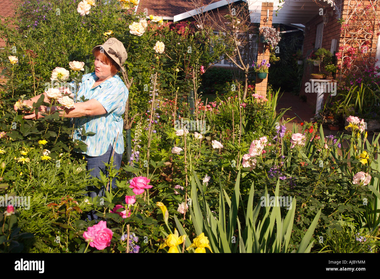 Mature Woman Tending Her Rose Garden Stock Photo - Alamy