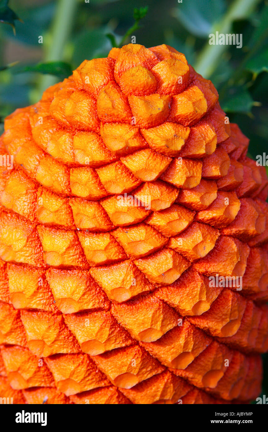 Female Cycad Cone (Encephlartos ferox Stock Photo - Alamy