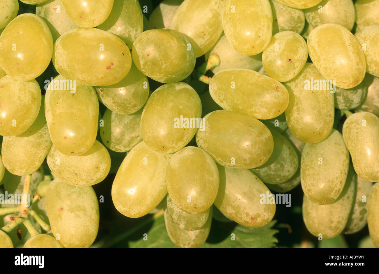 Close up view grapes hi-res stock photography and images - Alamy