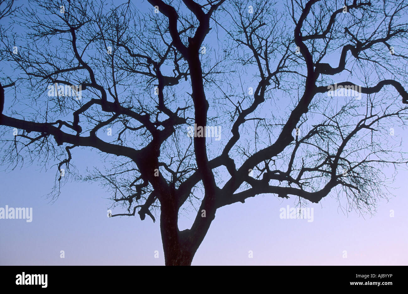 Marula Tree Stock Photos & Marula Tree Stock Images - Alamy