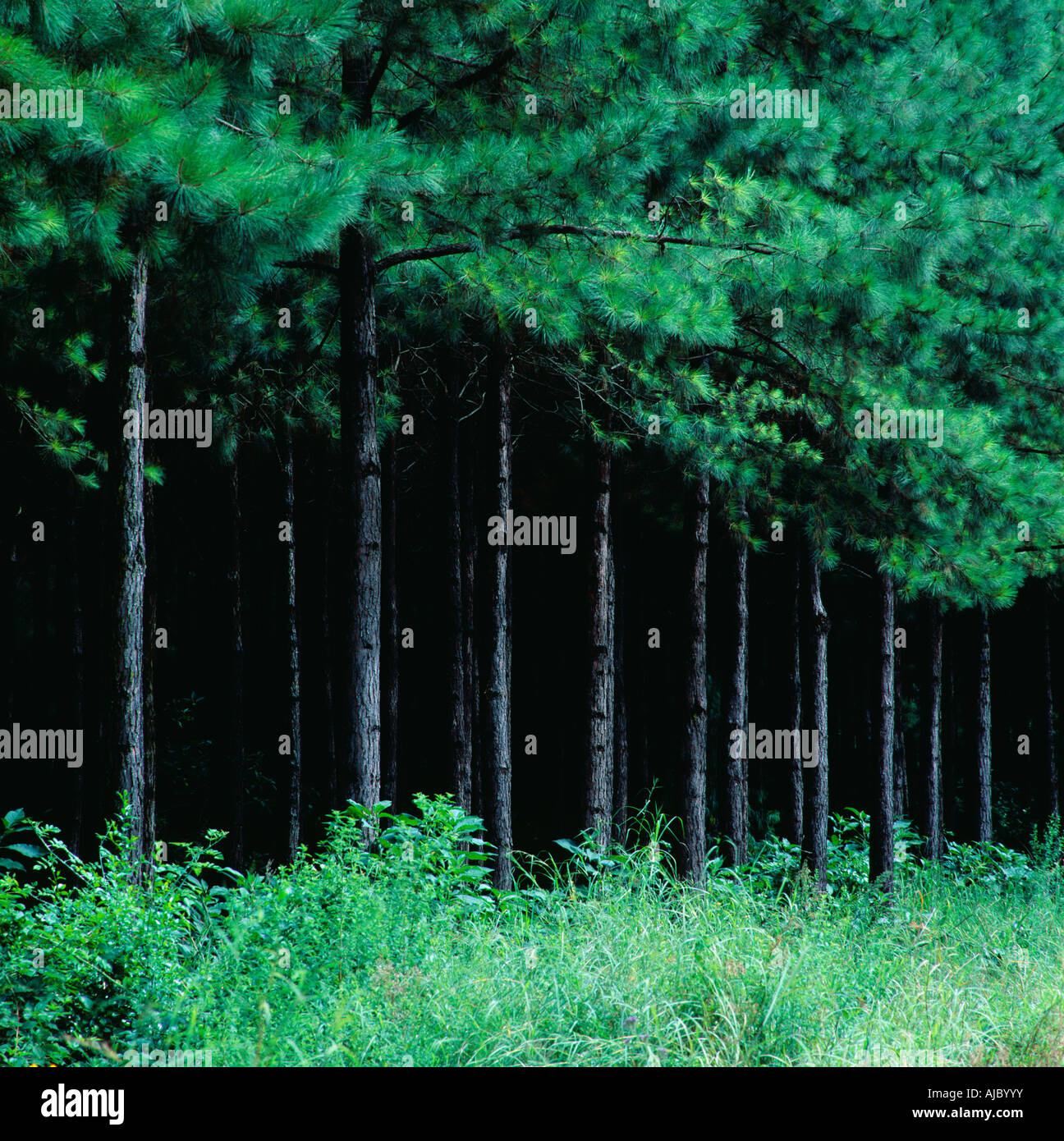 Commercial Pine Forest Stock Photo - Alamy