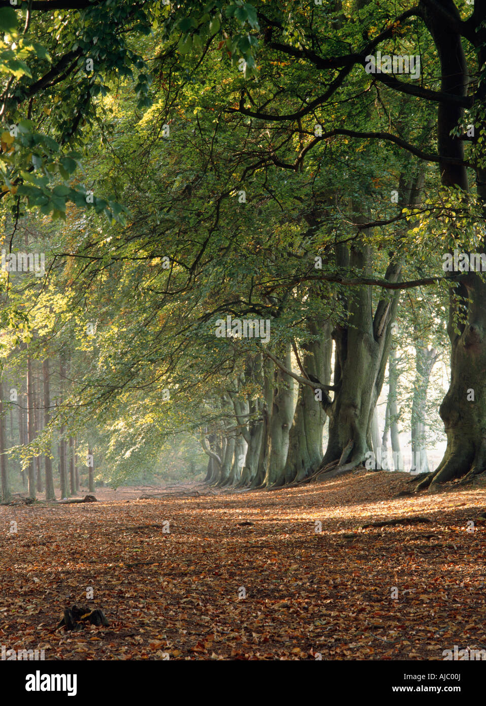 Harlestone beauty hi-res stock photography and images - Alamy