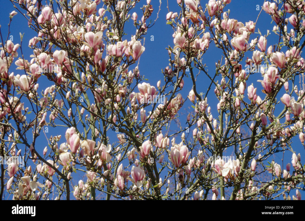 White Budding Flowers on a Magnolia Tree Stock Photo - Alamy