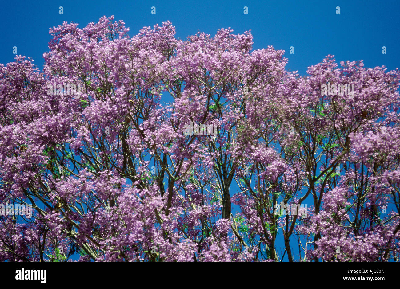 Purple Budding Flowers on a Jacaranda Tree Stock Photo - Alamy