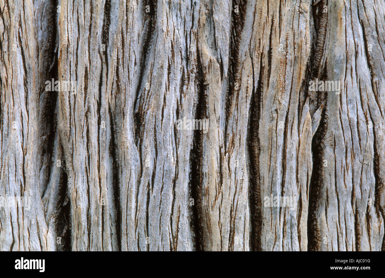 Trunk showing hi-res stock photography and images - Alamy