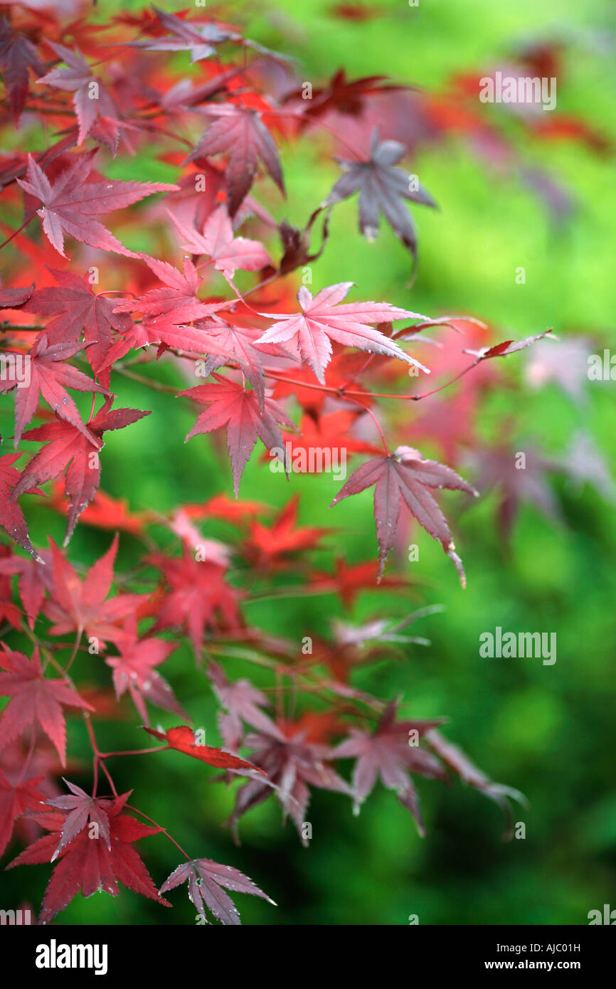 Red Leaves of a Japanese Maple Tree Stock Photo - Alamy