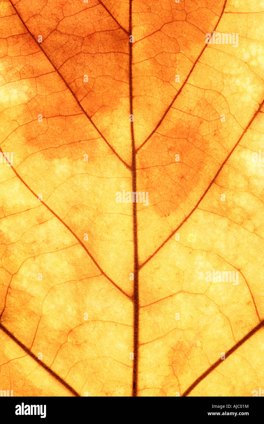 Parallel leaf veins hi-res stock photography and images - Alamy