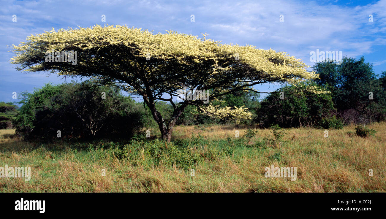 Umbrella thorn tree flower hi-res stock photography and images - Alamy