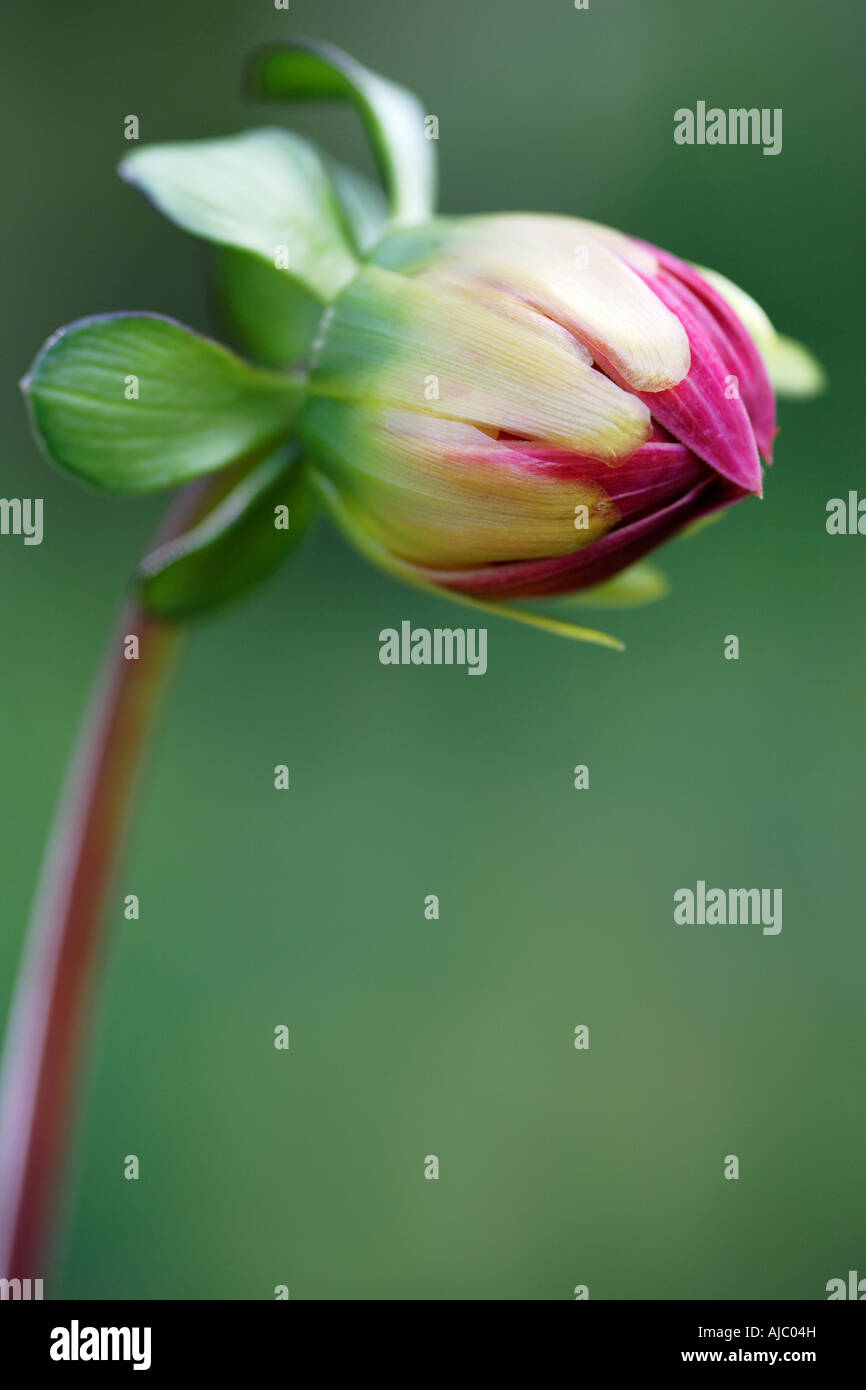 Stem flower opening hi-res stock photography and images - Alamy