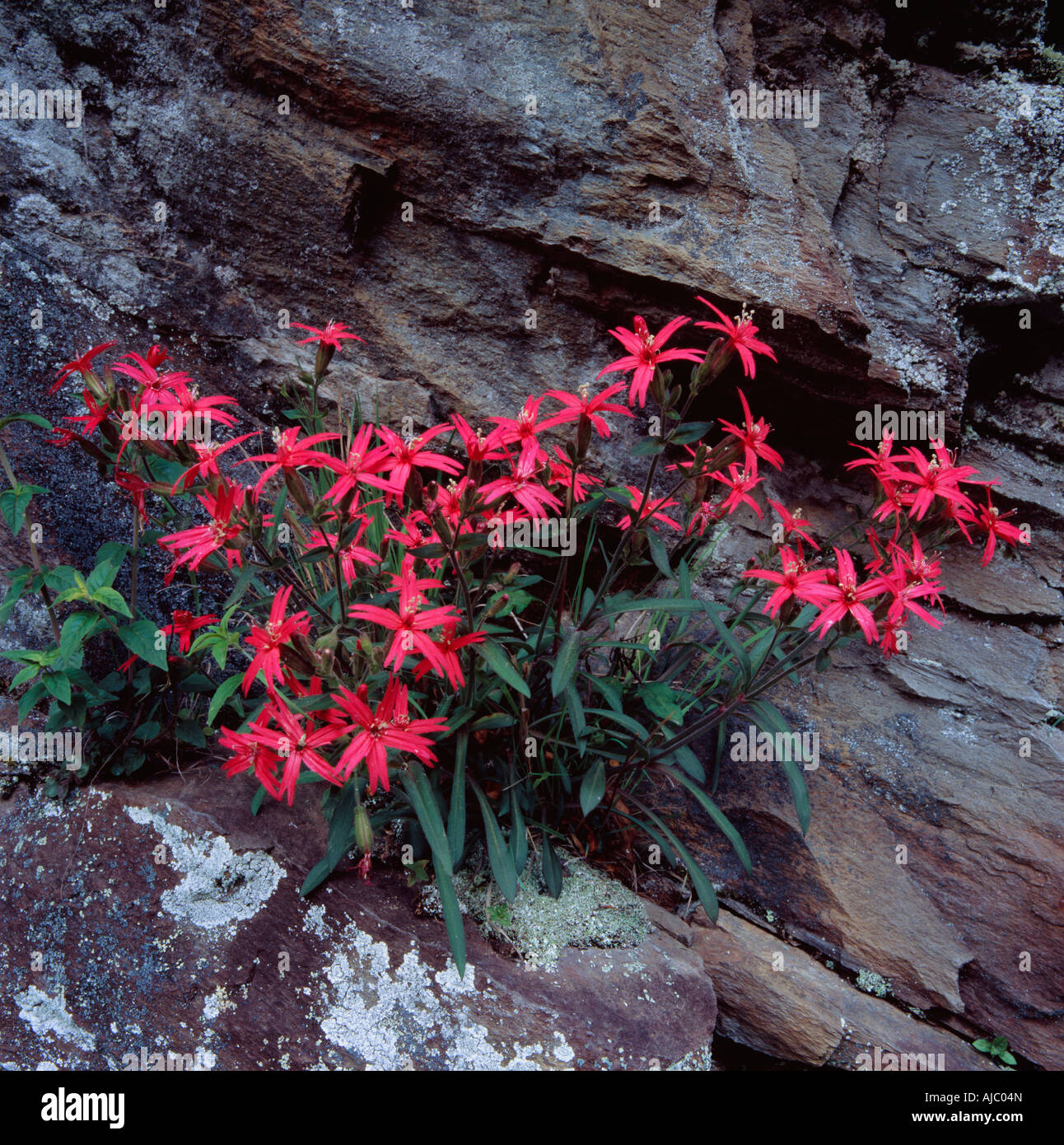 Silene virginica hi-res stock photography and images - Alamy