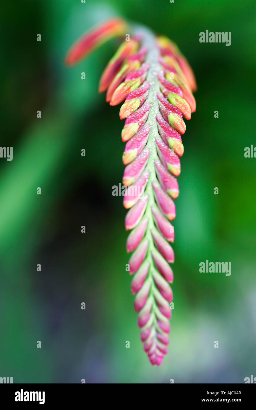 Flowering Golden Swan (Crocosmia paniculata) Shoot Stock Photo - Alamy