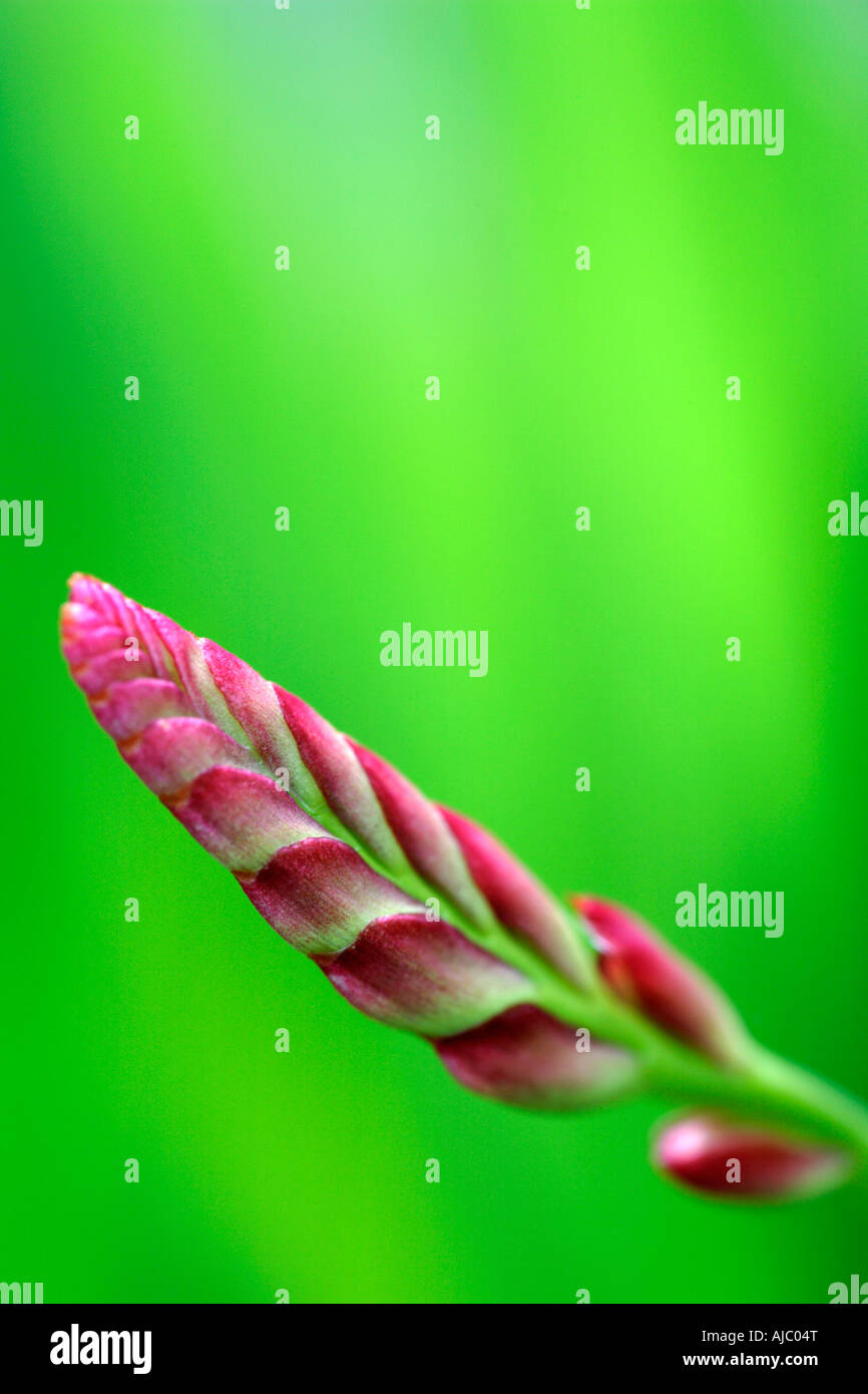 Flowering Golden Swan (Crocosmia paniculata) Shoot Against a Green ...