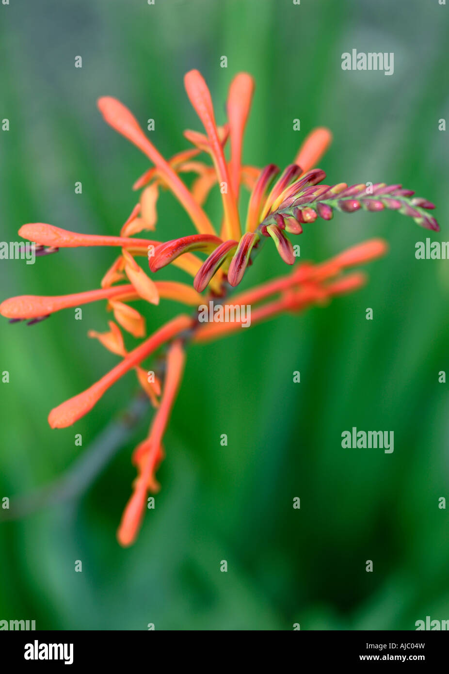 Flowering Golden Swan (Crocosmia paniculata) Shoot Against a Green ...