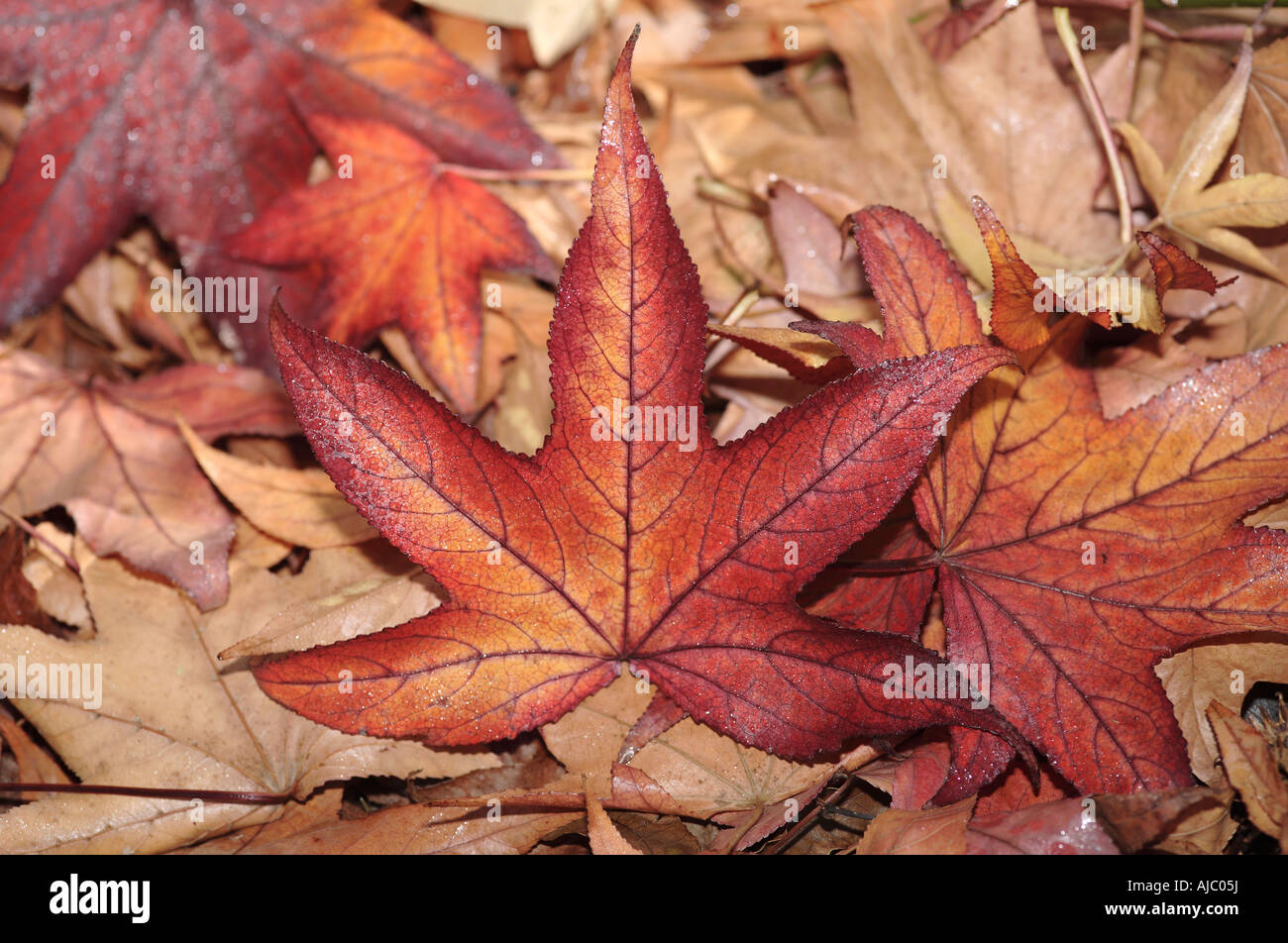 Leaves from a Maple Tree - Directly Above Stock Photo - Alamy